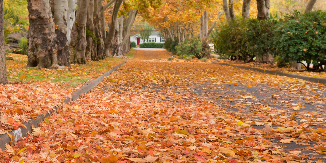 Yard Debris Drop-Off | Rogue Disposal & Recycling